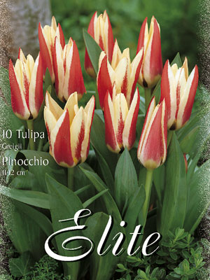 Greigii-Tulpe 'Pinocchio'
