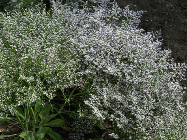 Goniolimon tataricum kaufen