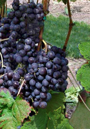 Vitis New York Muscat, Tafeltraube