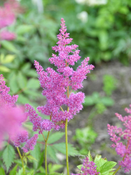 Astilbe japonica 'Mainz' | Prachtspiere