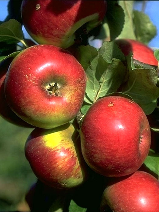 Prinz Albrecht Apfel