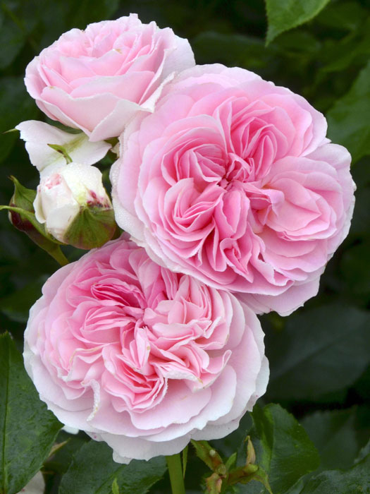 Rose Larissa Kordes