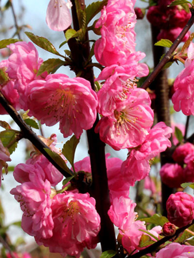 Prunus triloba, Mandelbäumchen Zierstämmchen