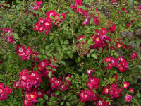 Rose Red Meidiland Meilland-