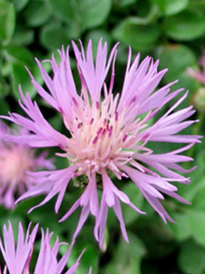 Centaurea bella, Flockenblume