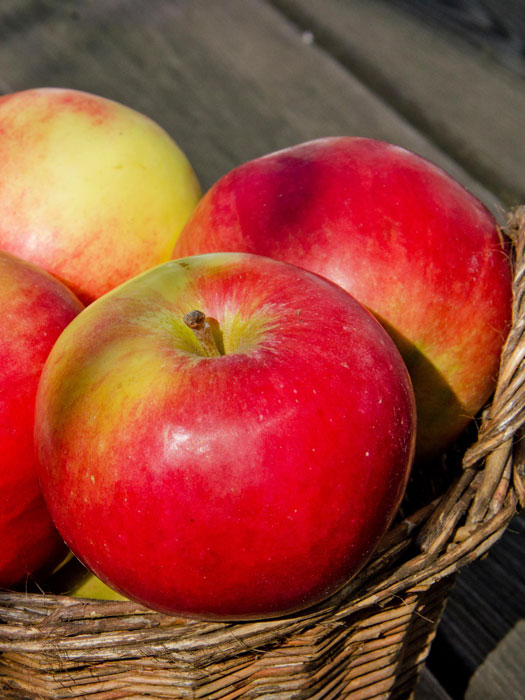 Apfelbaum Idared kaufen