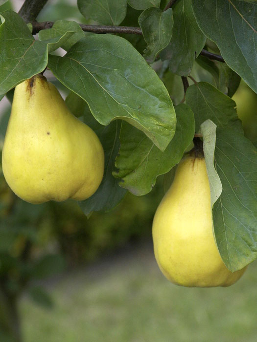 Quittenbäume