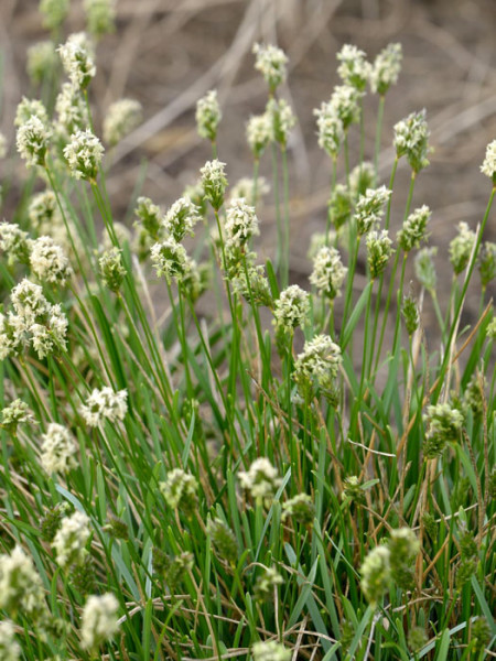 Sesleria caerulea, Blaugras