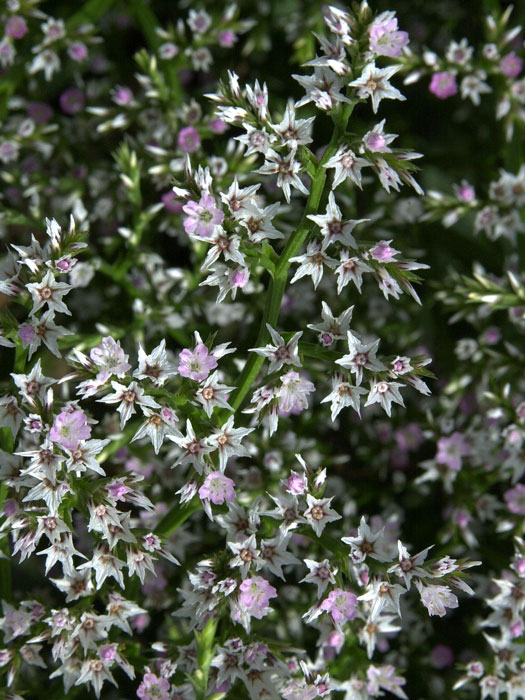 Goniolimon tataricum kaufen
