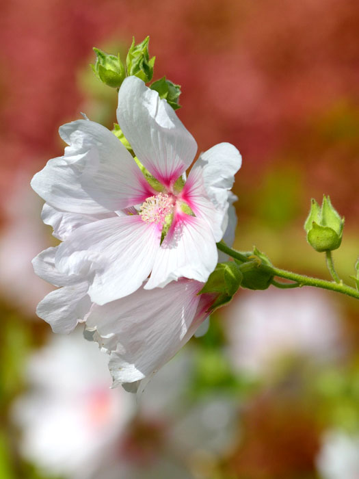 Lavatera 'Baby Barnsley', Buschmalve