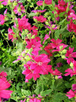 Lavatera Burgundy Wine, Buschmalve