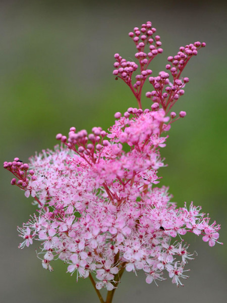 Filipendula rubra 'Venusta'