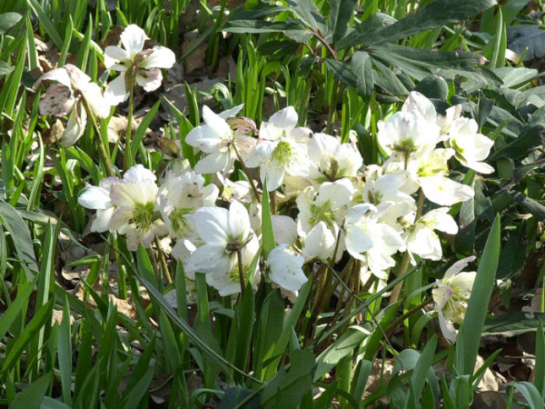 Helleborus niger | Schneerose