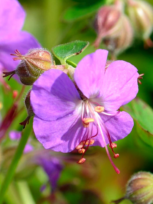 Geranium 'Cambridge'