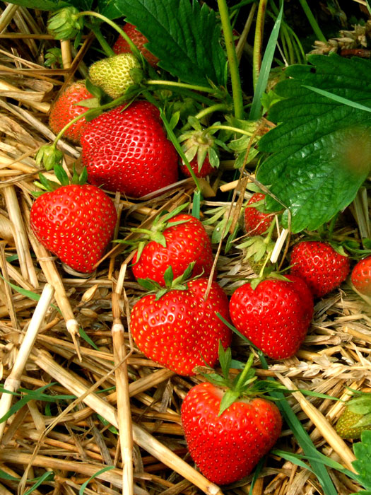 Erdbeere Elvira