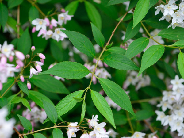 Deutzia rosea, Niedriger Maiblumenstrauch