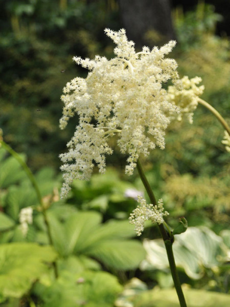Astilboides (syn. Rodgersia) tabularis