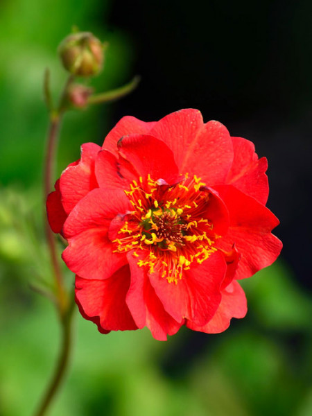 Geum chiloense 'Feuerball'