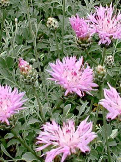 Centaurea bella, Flockenblume