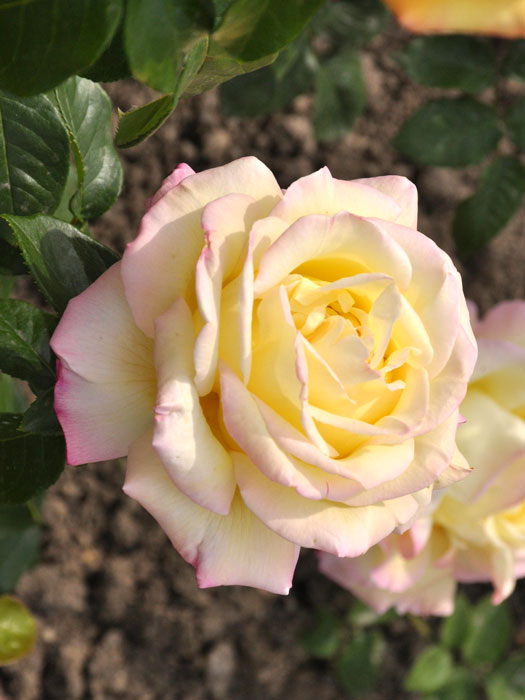 Rose Gloria Dei Meilland