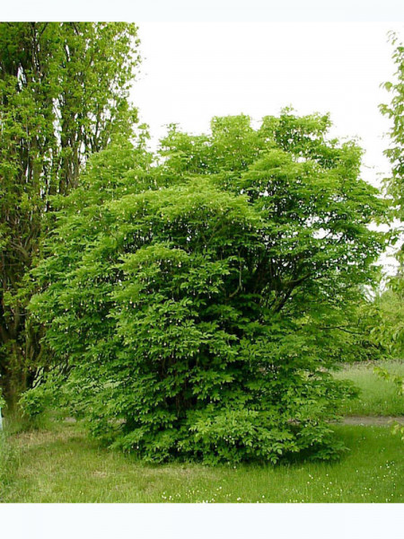Staphylea pinnata, Gemeine Pimpernuss