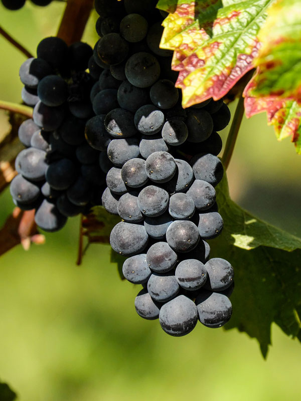 Vitis Venus, kernlose Tafeltraube