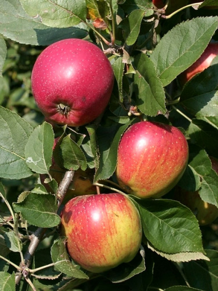 Kaiser Wilhelm Apfel