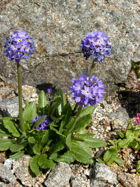 Primula denticulata | Kugel-Primel
