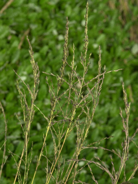 Molinia caerulea 'Variegata' kaufen
