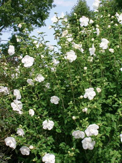Hibiskus White Chiffon