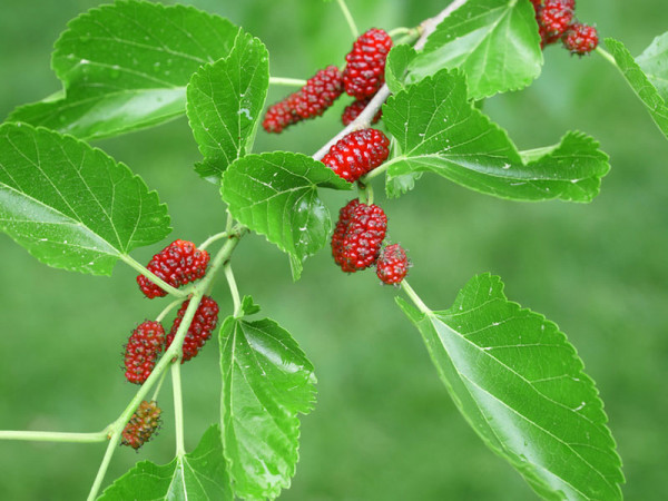 Roter maulbeerbaum, morus rubra, pflanze, Maulbeeren (Morus)