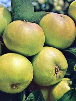 Apfelbaum Jakob Lebel