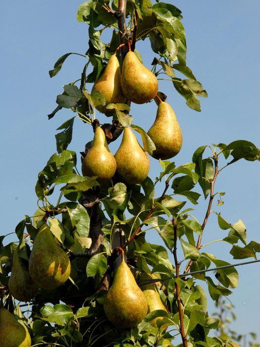 Duo- und Familien-Obstbäume