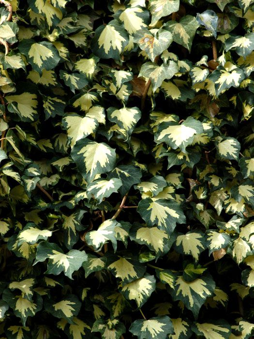 Hedera helix Arborescens