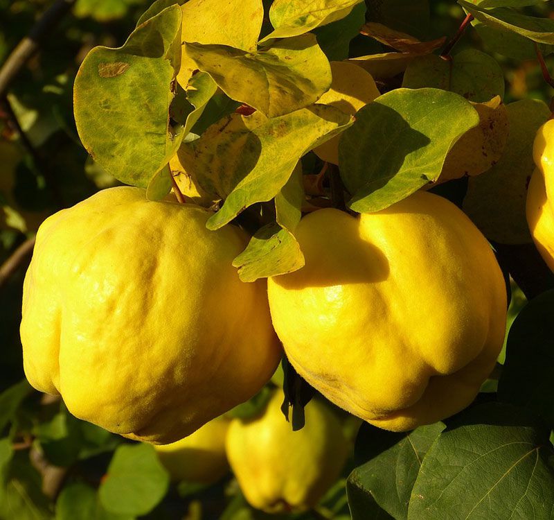Quittenbäume