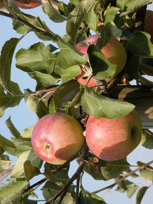 Apfelbaum James Grieve