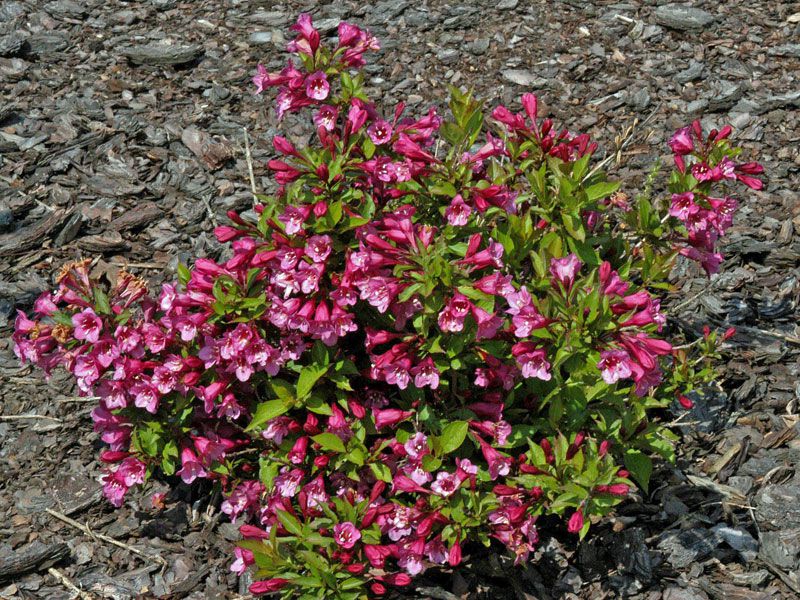 Weigela 'Minuet', Niedrige Weigelie