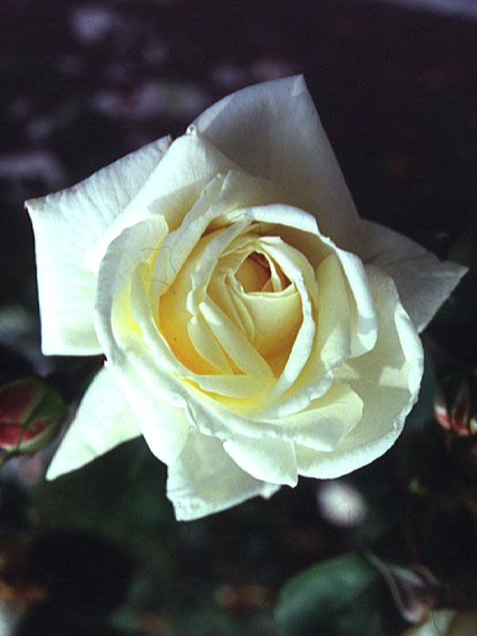 Rose Mini Eden Rose