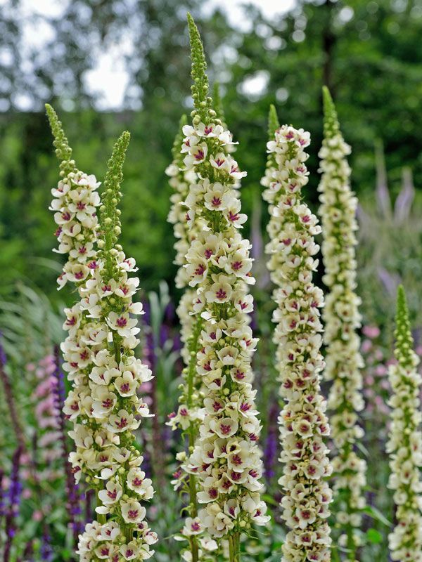Verbascum nigrum 'Album', Königskerze