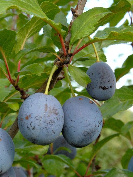 Pflaumen | Zwetschen | Mirabellen