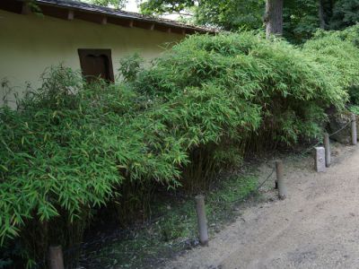 Fargesia murielae 'Simba'