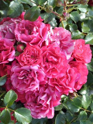 Rose Gärtnerfreude/Toscana Kordes-