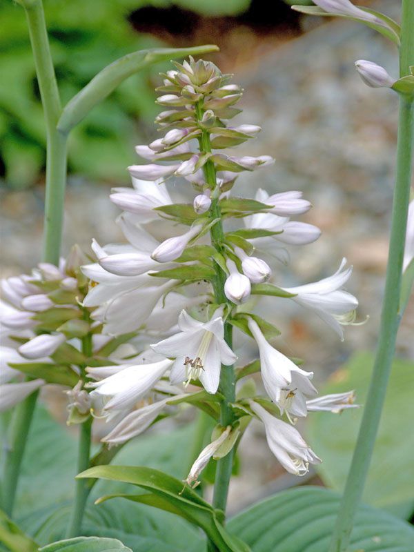Hosta sieboldiana 'Blue Angel', Große Blaublatt-Funkie