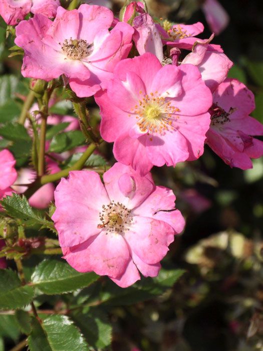 Rose Pomponella