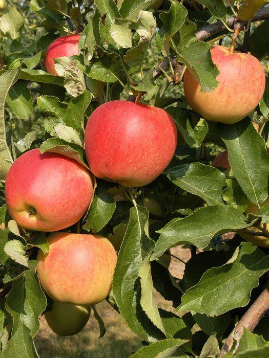 Apfelbaum Gravensteiner
