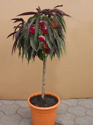 Obst-Zwergbäumchen