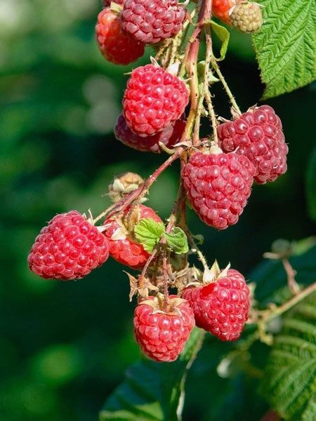Him-/Brombeere 'Tayberry Buckingham'®
