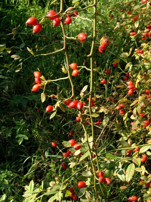 Rosa canina, Gemeine Heckenrose