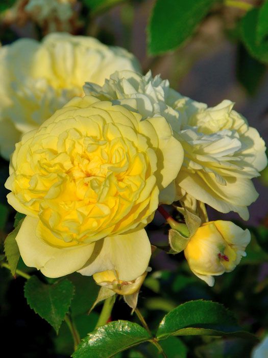 Rose Golden Celebration