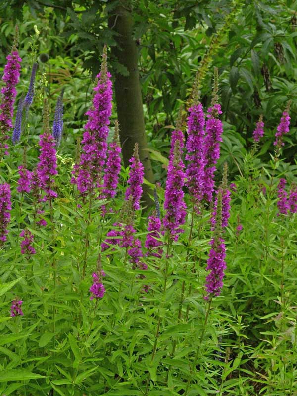 Lythrum salicaria 'Robin',Blut-Weiderich